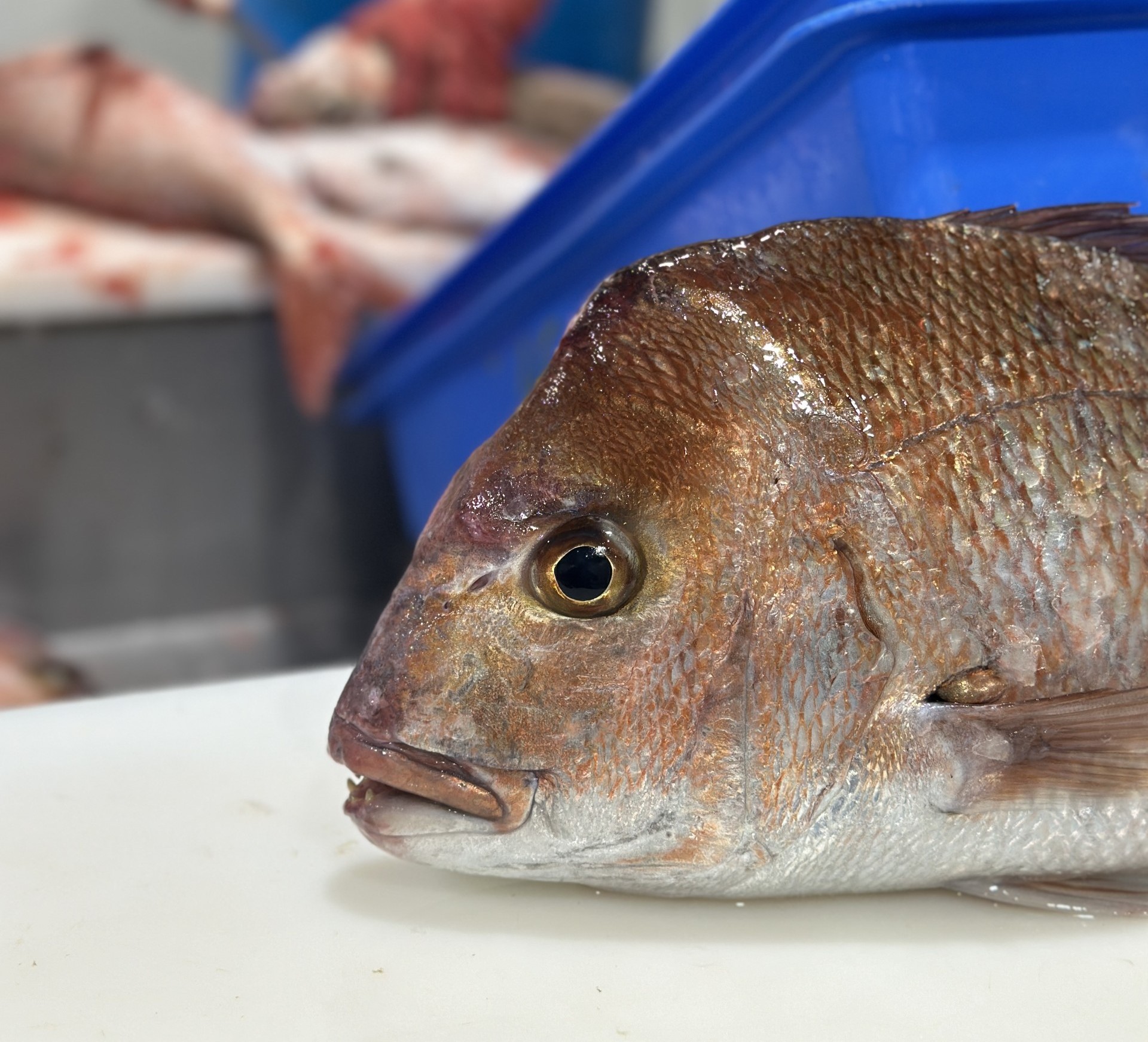 South Coast Fish Processors - Bega Circular Valley